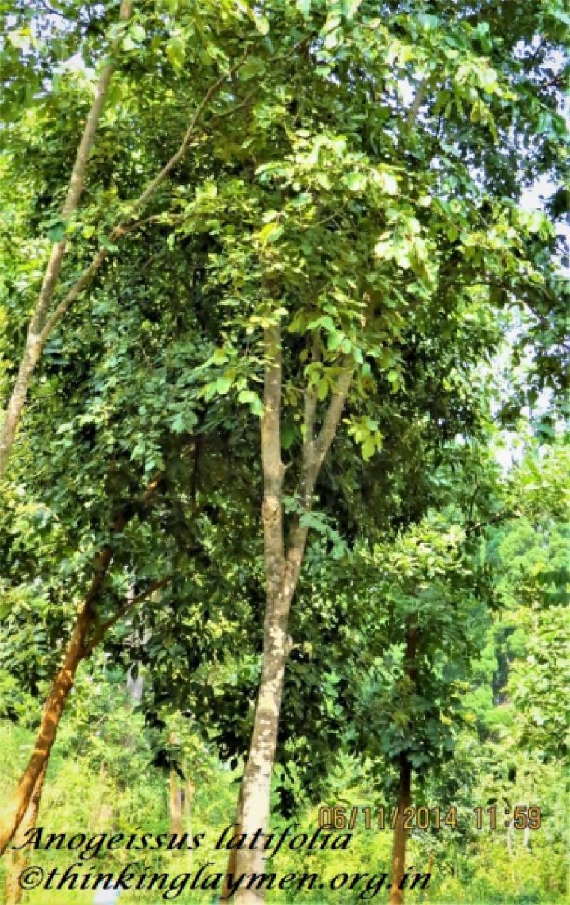 Medicinal Plant Details Medicinal Plant Details
